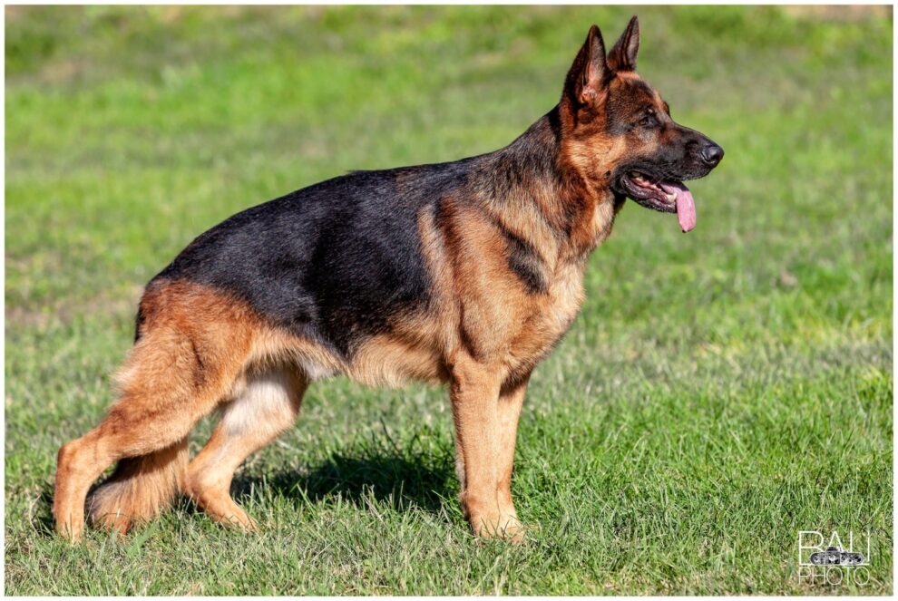 Sementales de Estructura con Apto de Cría – Sociedad Española de ...